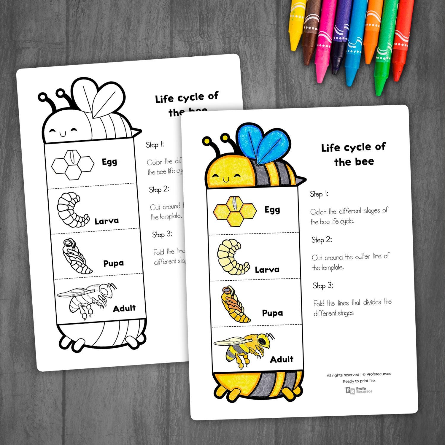 Bee Life Cycle Learning Activity for Kids | Foldable Craft Activity ...