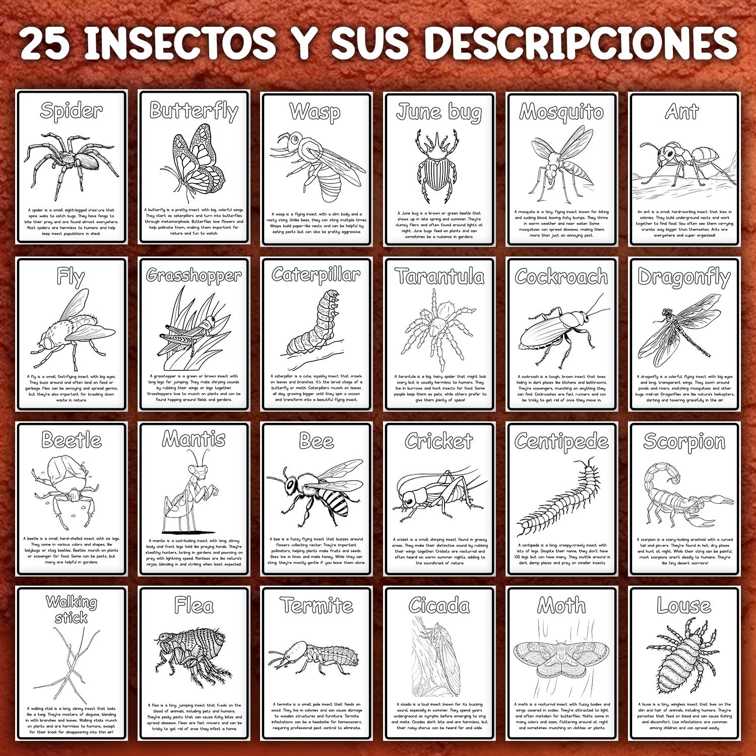 Spanish Insects Coloring Pages for Kids With Fun Facts | Insects and ...