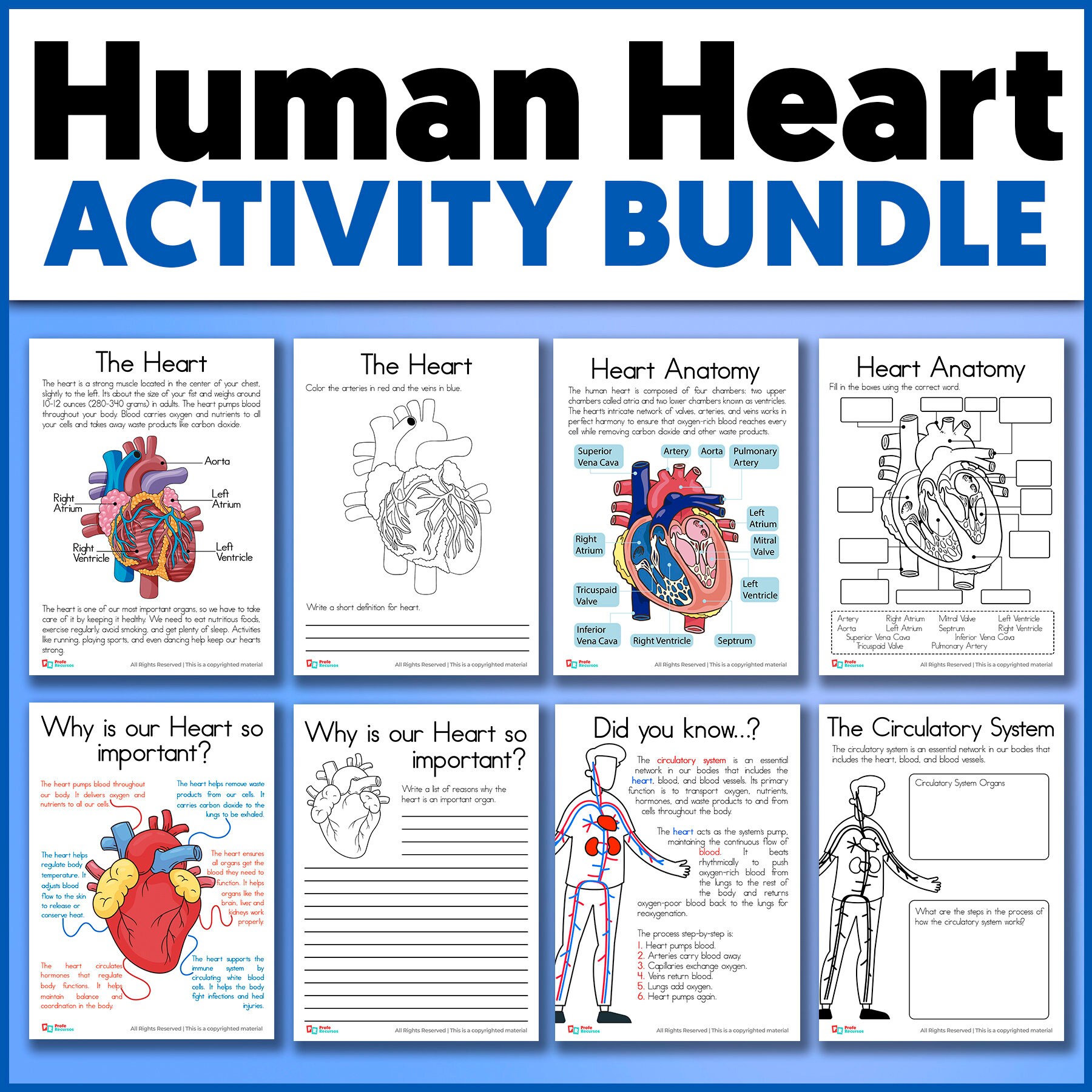 Human Heart Activity Bundle Heart Activities for Kids Human Heart ...