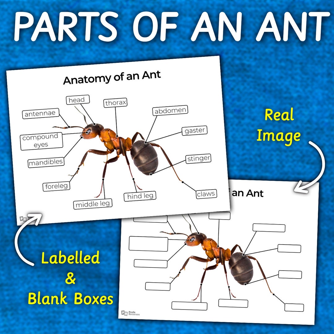 Ant Anatomy Worksheet | Parts of an Ant Diagram | REAL IMAGE | Labeled ...