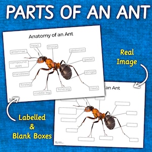 Ant Anatomy Worksheet | Parts of an Ant Diagram | REAL IMAGE | Labeled ...