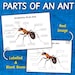 Ant Anatomy Worksheet | Parts of an Ant Diagram | REAL IMAGE | Labeled ...