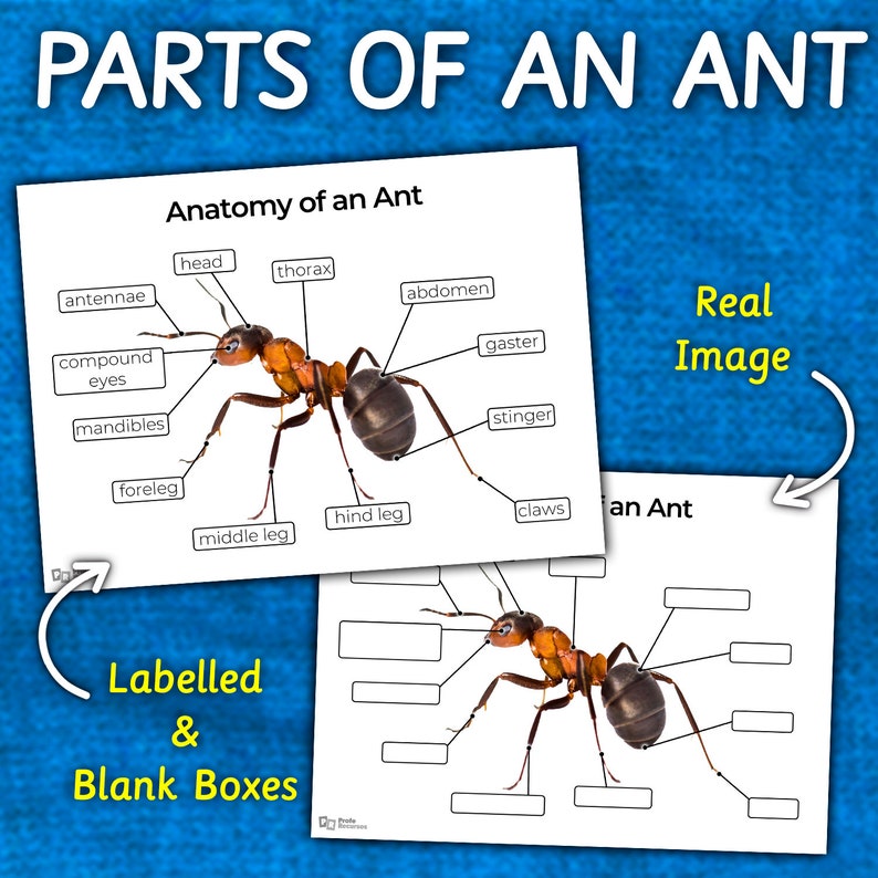 Ant Anatomy Worksheet | Parts of an Ant Diagram | REAL IMAGE | Labeled ...