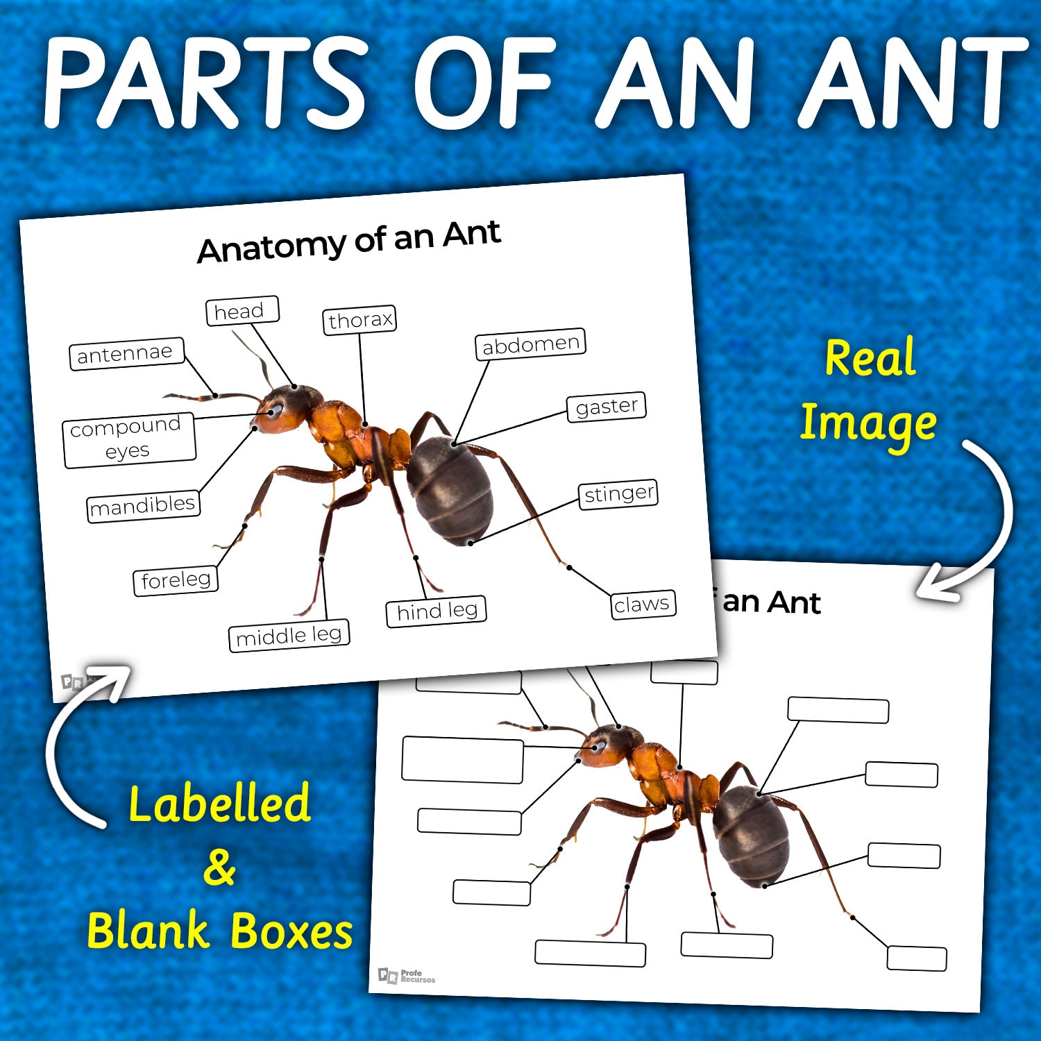 Ant Anatomy For Kids