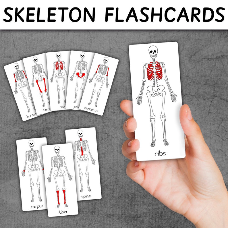 Skeletal System Flashcards | Bones Flashcards | Nomenclature Cards ...