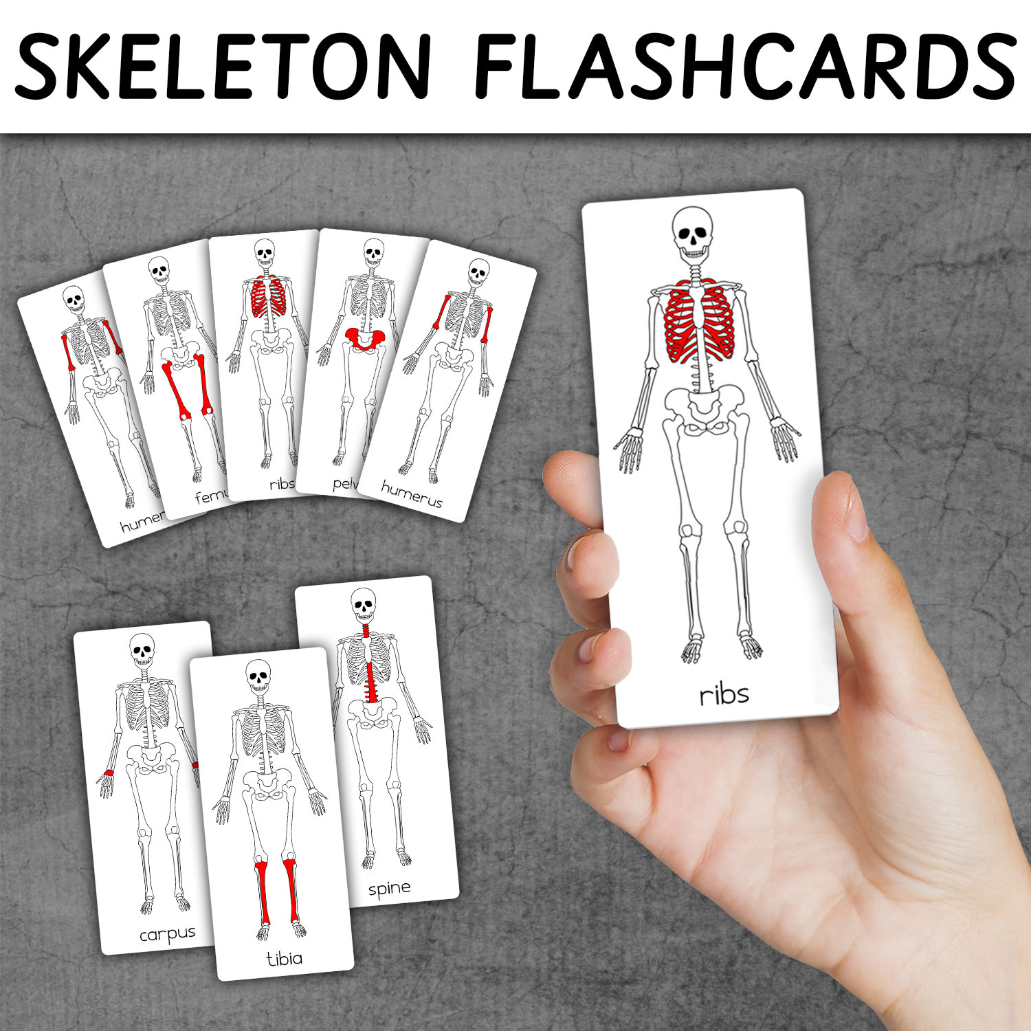 Skeletal System Flashcards | Bones Flashcards | Nomenclature Cards ...