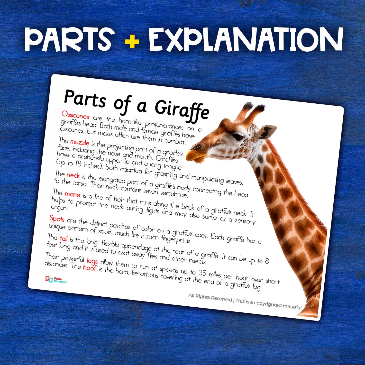 Giraffe Anatomy Parts of a Giraffe Diagram Giraffe Parts Labeled ...