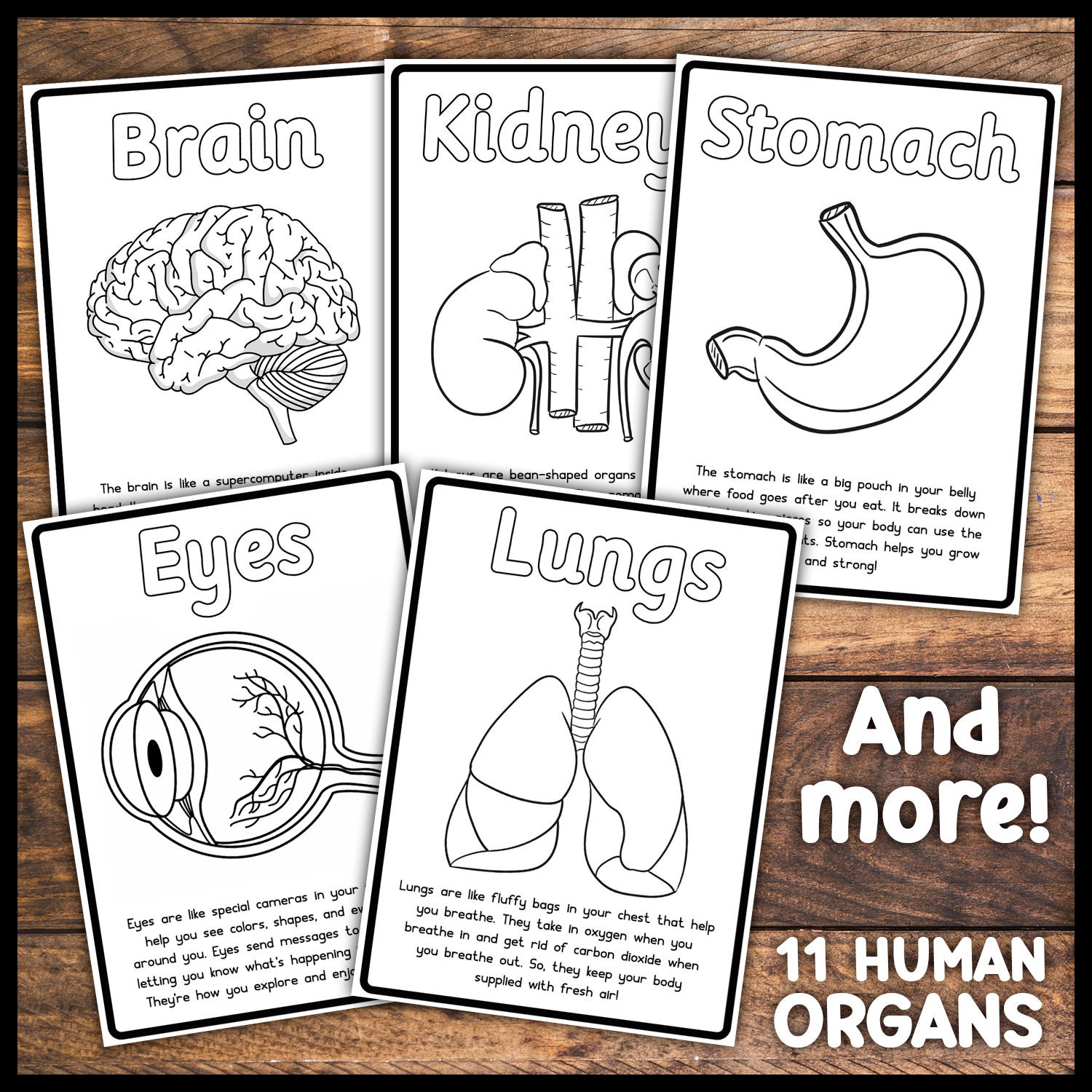 Human Anatomy Coloring Pages | Human Body Organs for Kids - Etsy