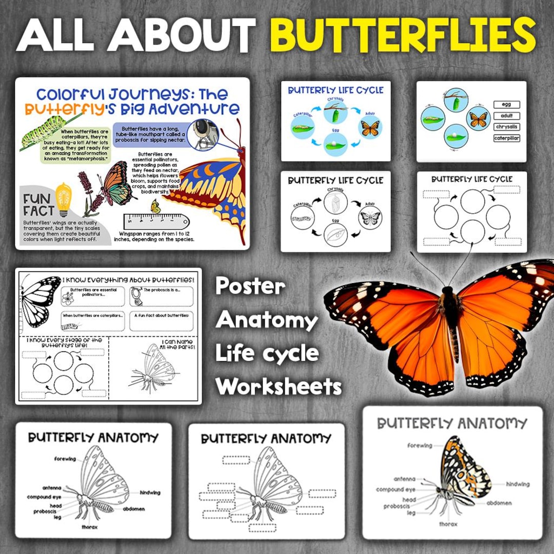All About Butterflies Life Cycle of a Butterfly Anatomy Parts of a ...