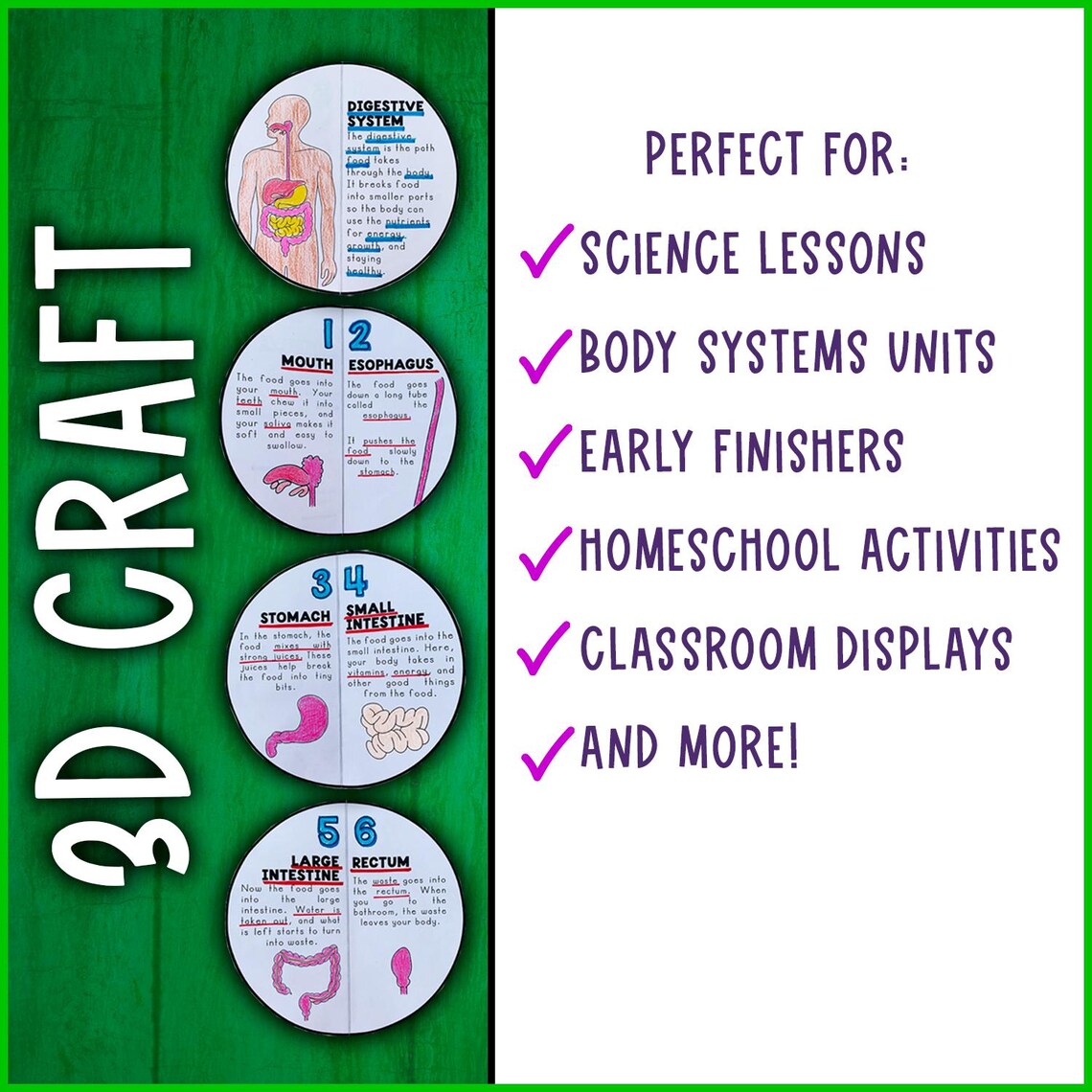 Digestive System 3D Craft Activity | Science Craft Activity | Human ...