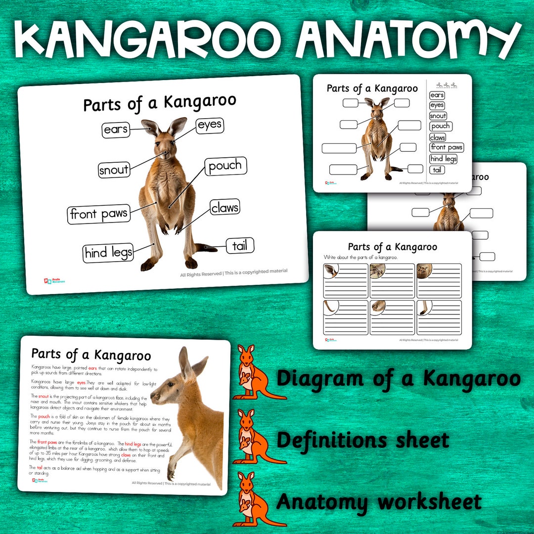 Kangaroo Anatomy Parts of a Kangaroo Labeled Diagram Kangaroo Display ...