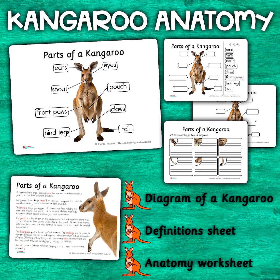 Kangaroo Anatomy Parts of a Kangaroo Labeled Diagram Kangaroo Display ...