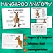 Kangaroo Anatomy Parts of a Kangaroo Labeled Diagram Kangaroo Display ...