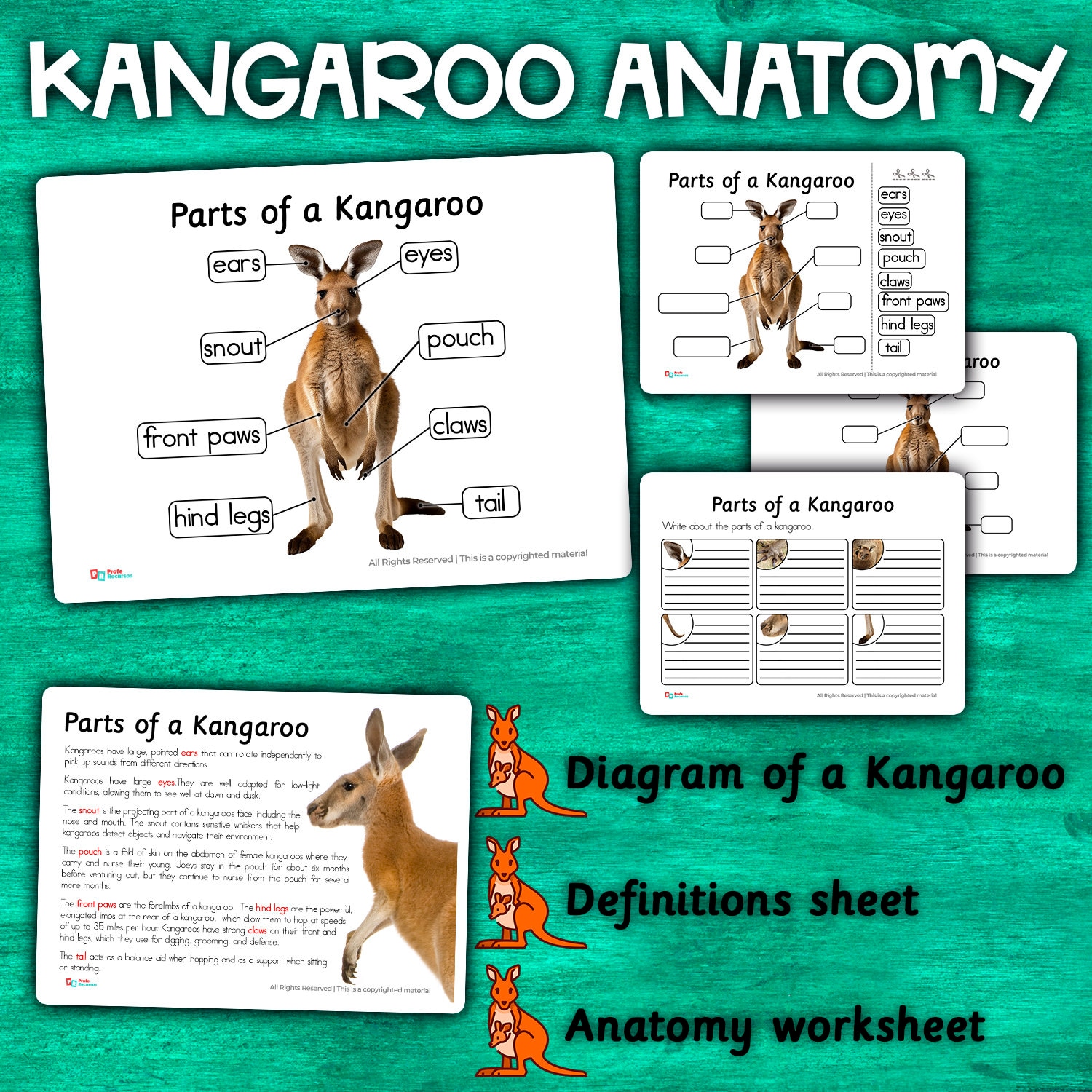 Kangaroo Anatomy Parts of a Kangaroo Labeled Diagram Kangaroo Display ...