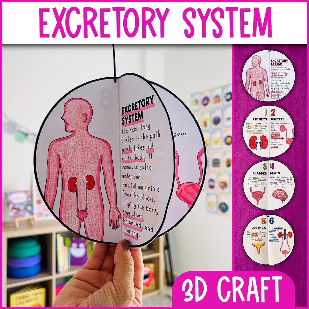 Excretory System 3D Craft Activity | Science Craft Activity | Body ...