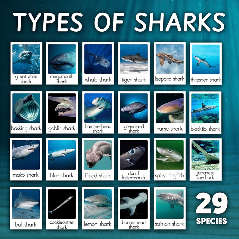Types of Sharks Cards Types of Sharks Montessori Cards Montessori ...