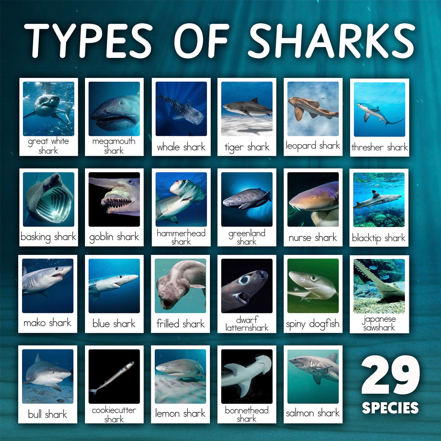 Types of Sharks Cards Types of Sharks Montessori Cards Montessori ...
