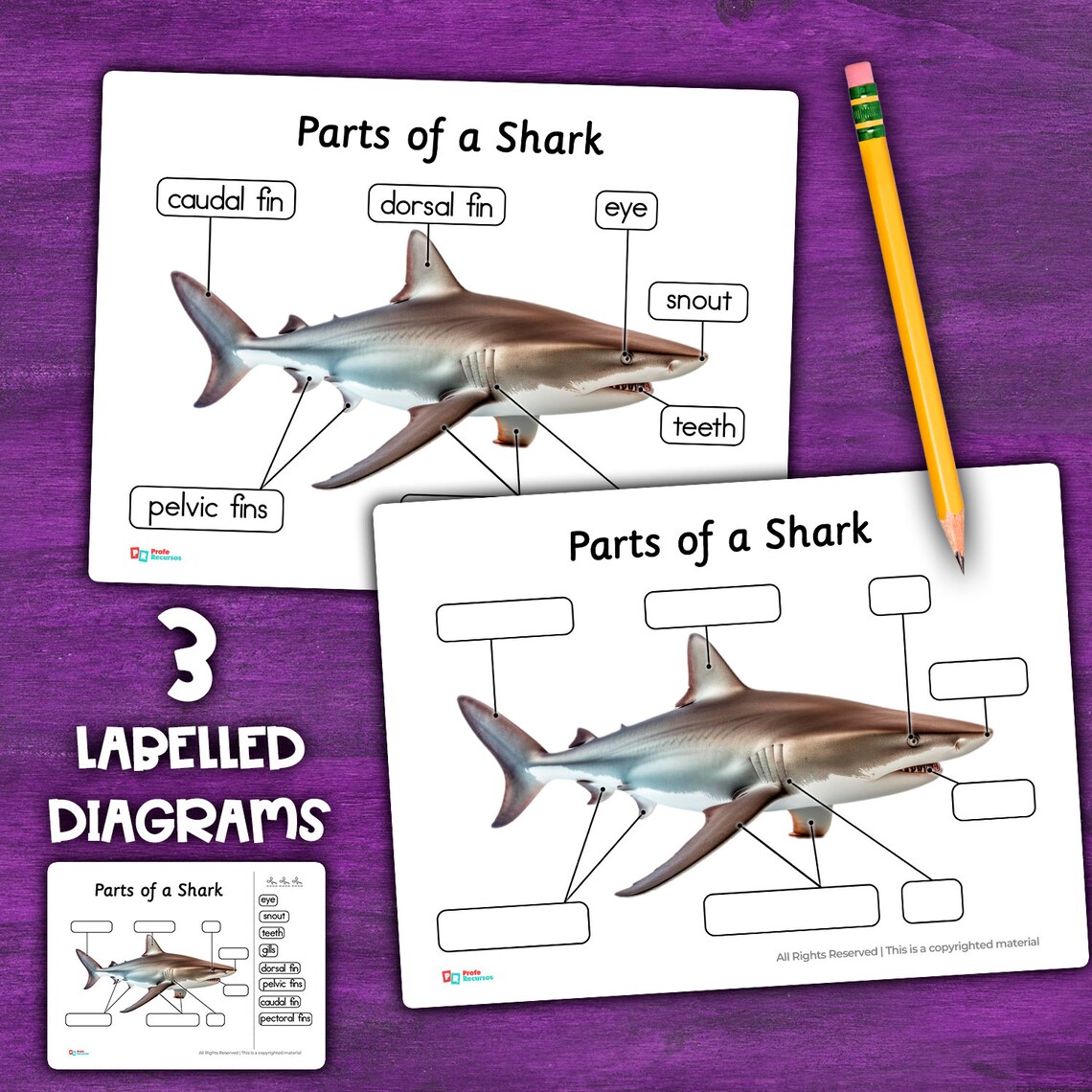 Parts of a Shark Parts Anatomy of a Shark Diagram Shark Labeled Shark ...