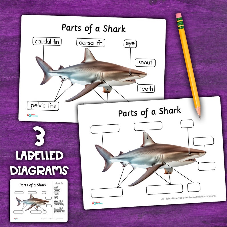 Parts of a Shark Parts Anatomy of a Shark Diagram Shark Labeled Shark ...