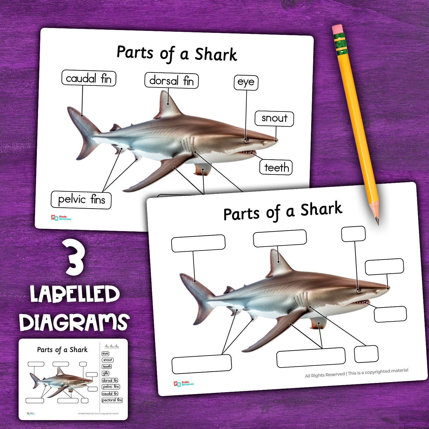 Parts of a Shark Parts Anatomy of a Shark Diagram Shark Labeled Shark ...