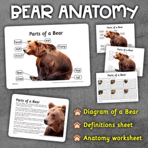 Bear Anatomy Parts Bear Diagram Bear Parts Display Poster All About ...