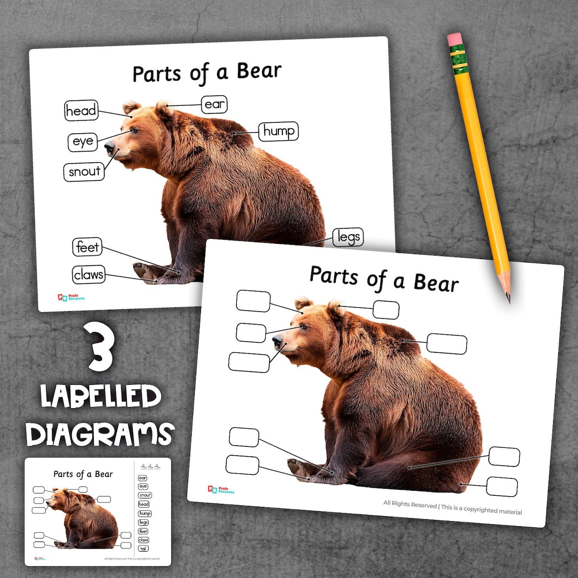 Bear Anatomy Parts Bear Diagram Bear Parts Display Poster All About ...