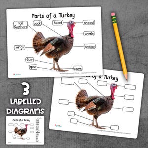 Turkey Anatomy Parts Turkey Body Parts Labeled Turkey Diagram Turkey ...
