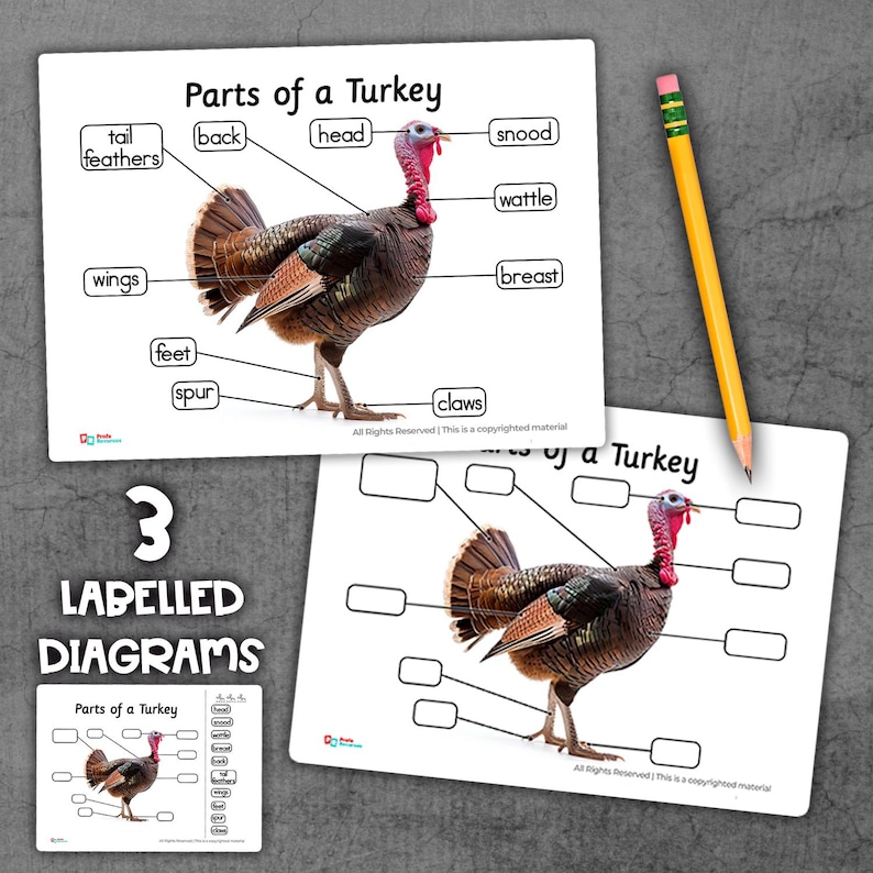 Turkey Anatomy Parts Turkey Body Parts Labeled Turkey Diagram Turkey ...