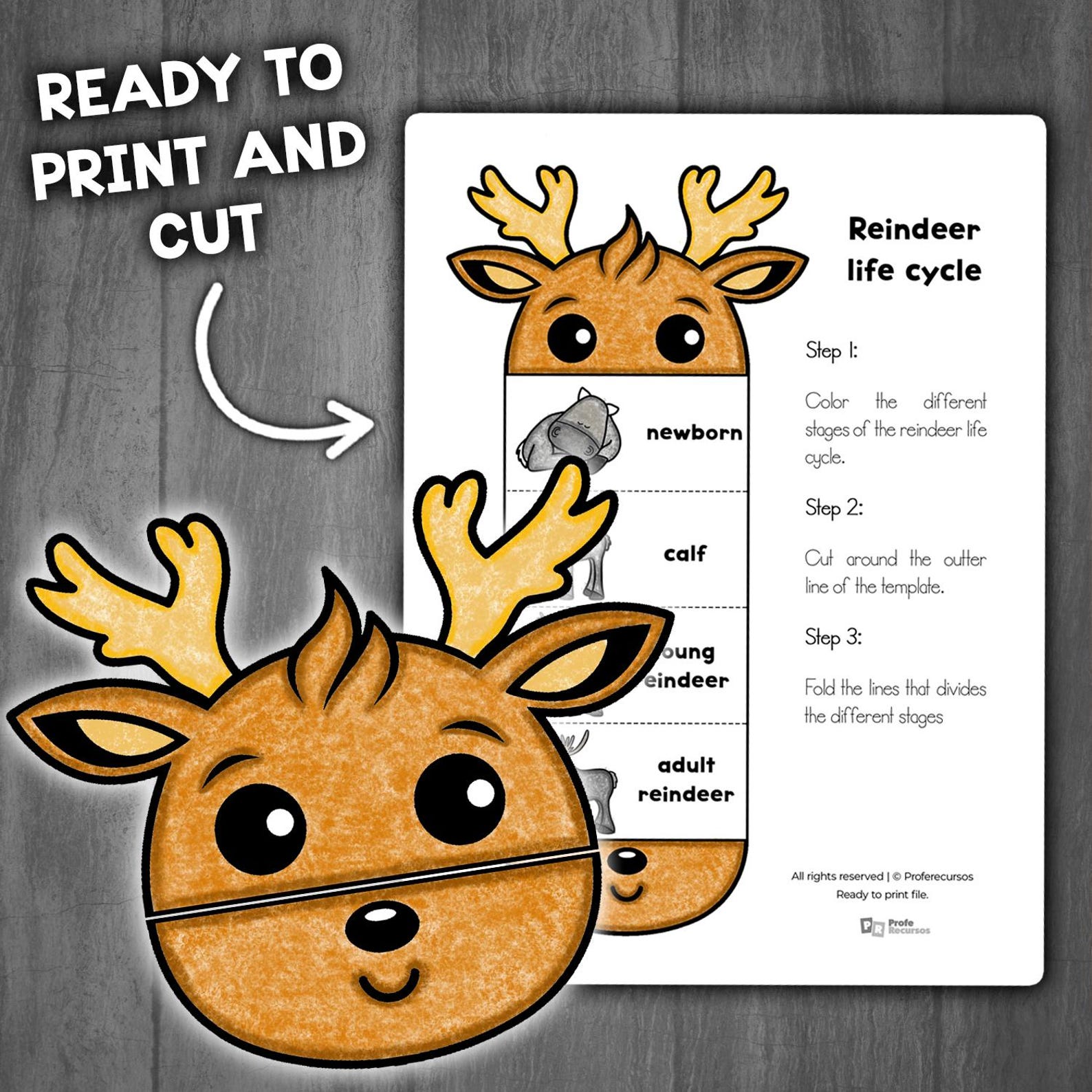 Reindeer Life Cycle Activity | Reindeer Craft | Christmas Craft ...