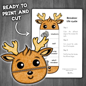 Reindeer Life Cycle Activity | Reindeer Craft | Christmas Craft ...