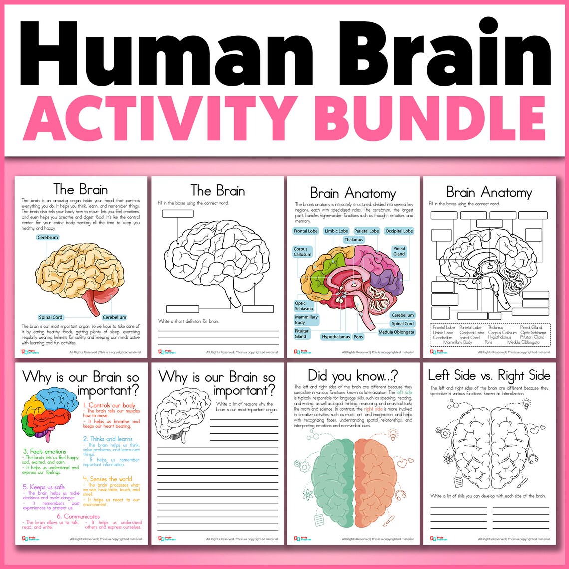 Human Brain Activity Bundle Human Anatomy Activities for Kids Human ...