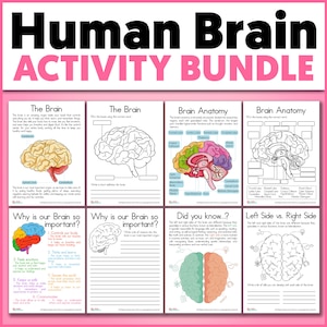 Human Brain Activity Bundle Human Anatomy Activities for Kids Human ...