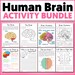 Human Brain Activity Bundle Human Anatomy Activities for Kids Human ...