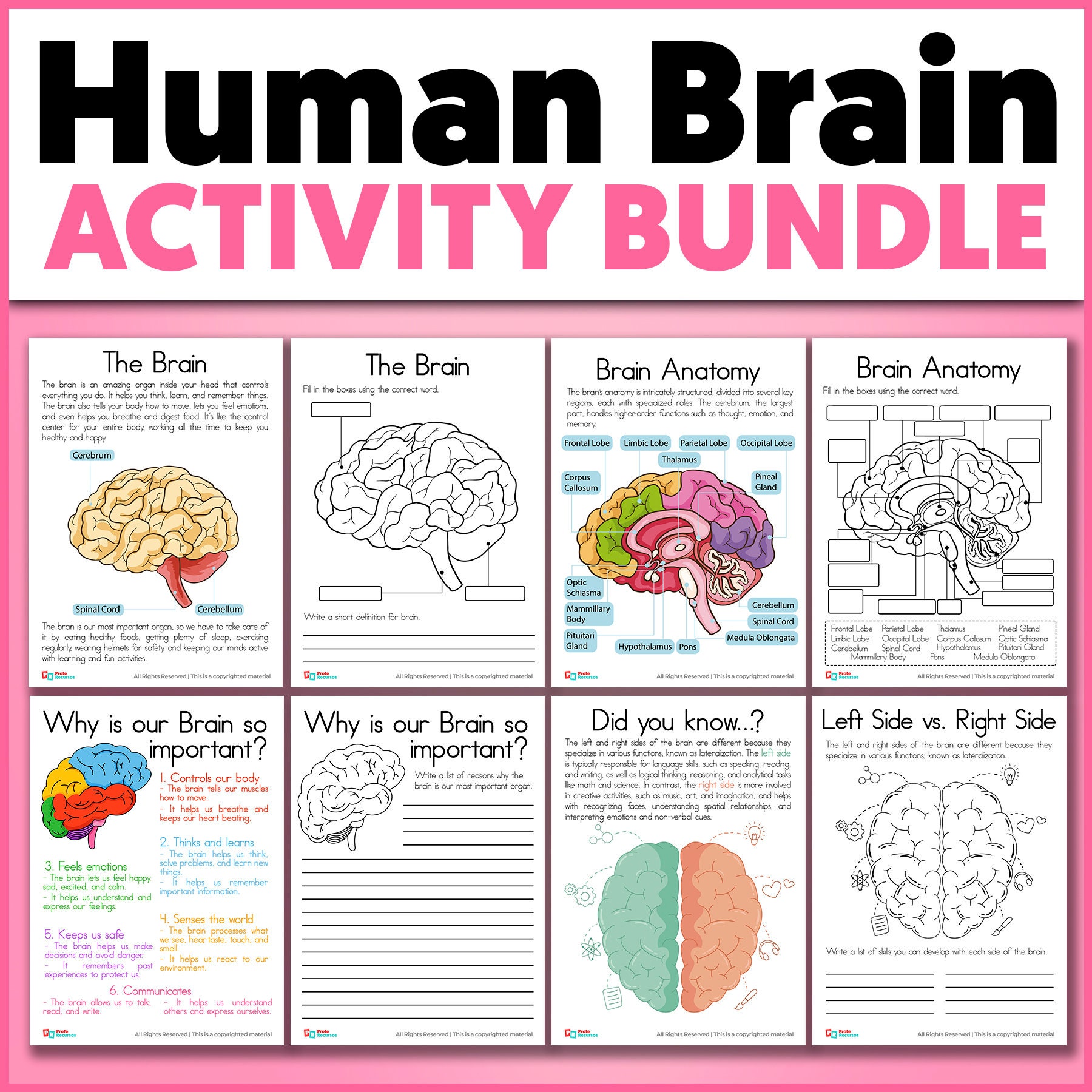 Human Brain Activity Bundle Human Anatomy Activities for Kids Human ...