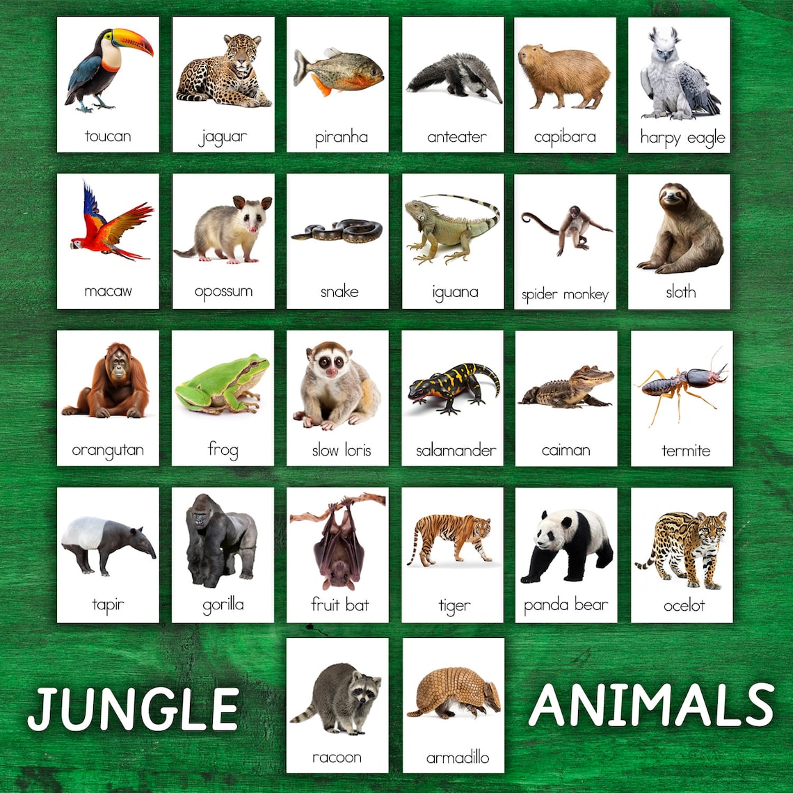 Jungle Animals Flashcards | Montessori 3-part Cards | Jungle Animals ...