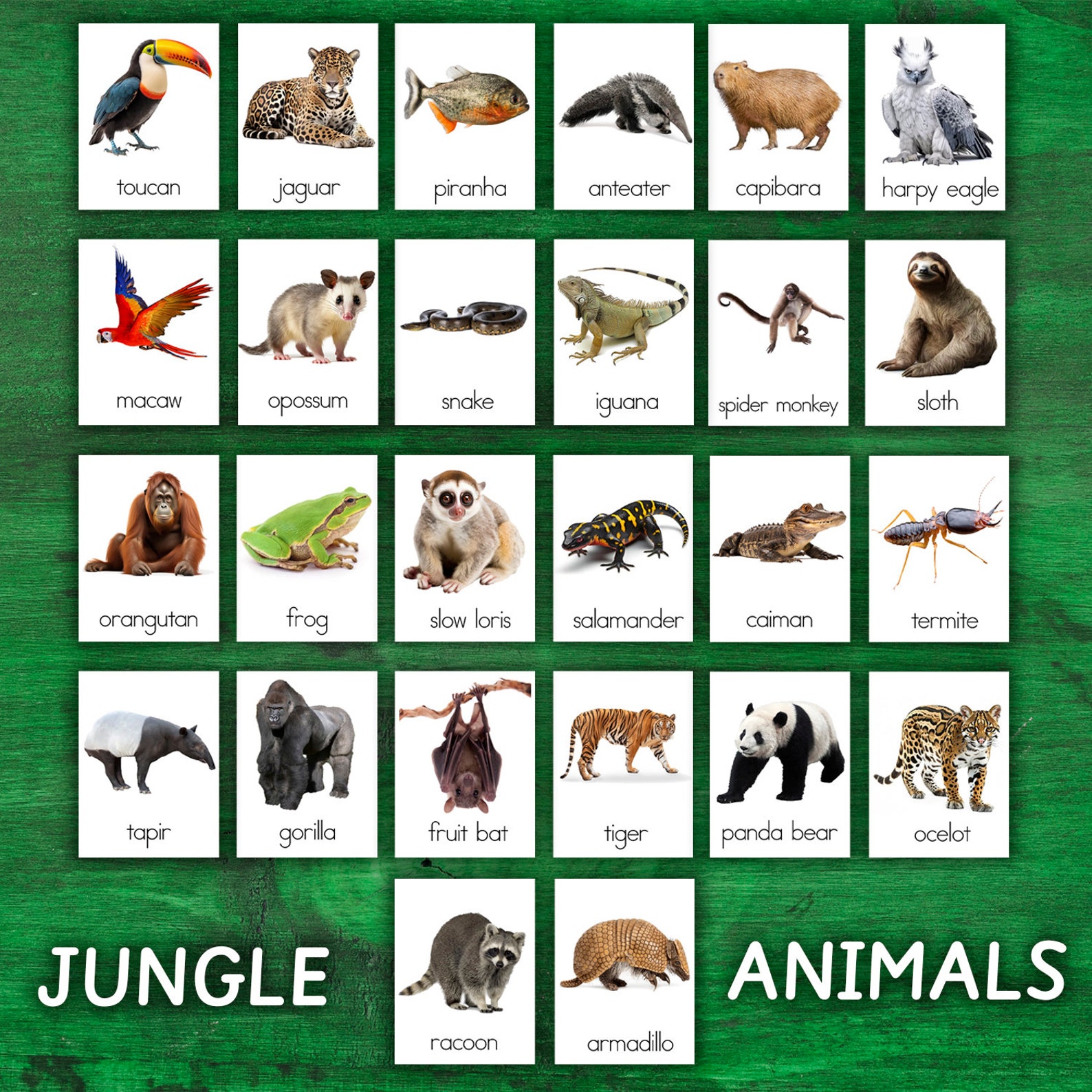 Jungle Animals Flashcards | Montessori 3-part Cards | Jungle Animals ...