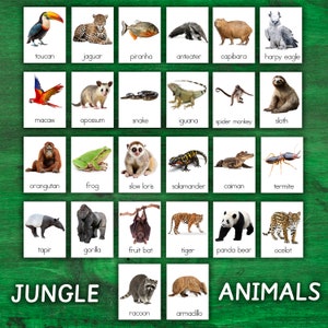 Jungle Animals Flashcards | Montessori 3-part Cards | Jungle Animals ...