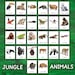 Jungle Animals Flashcards | Montessori 3-part Cards | Jungle Animals ...