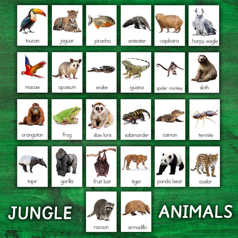 Jungle Animals Flashcards | Montessori 3-part Cards | Jungle Animals ...