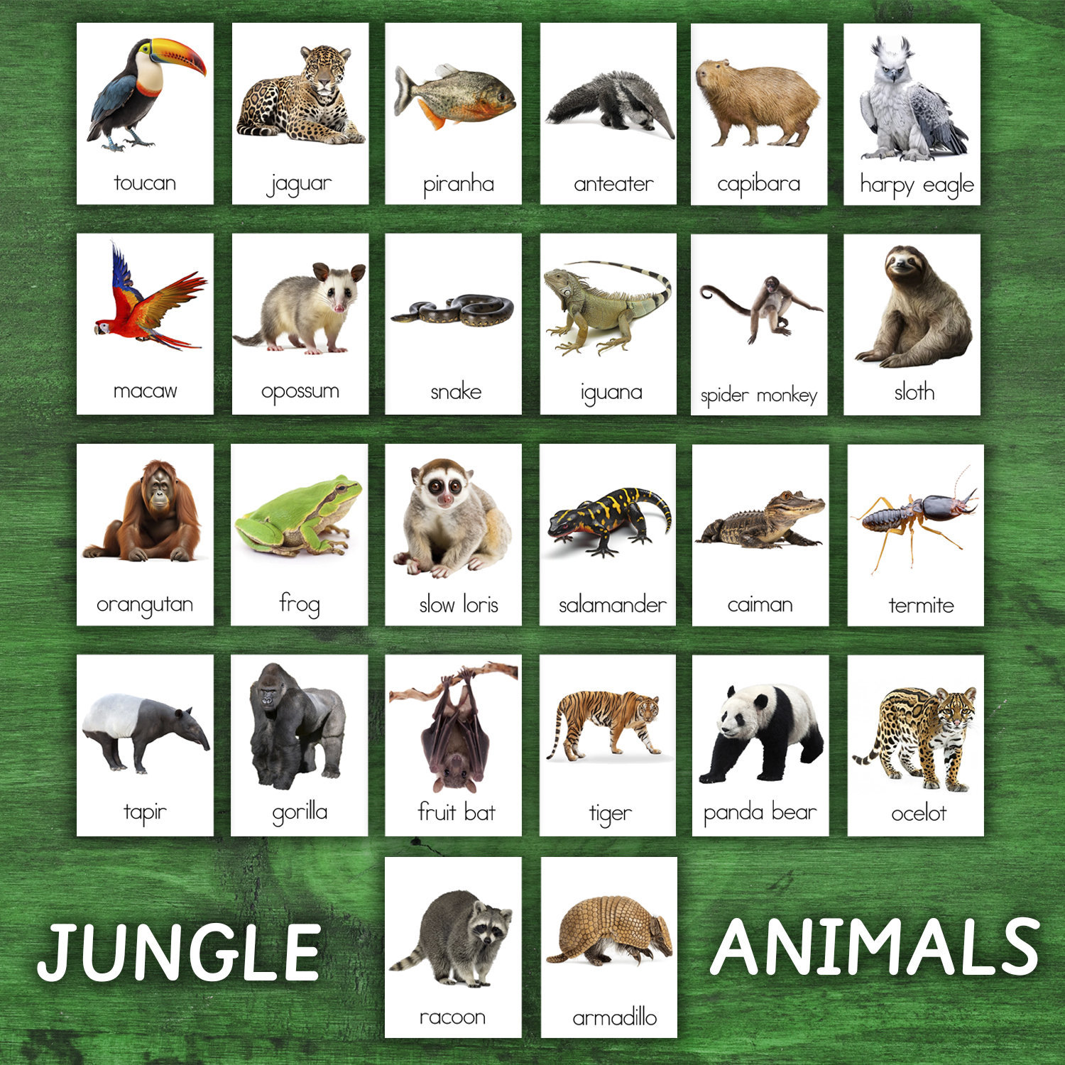 Jungle Animals Flashcards | Montessori 3-part Cards | Jungle Animals ...