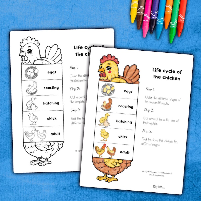Chicken Life Cycle Activity | Chicken Craft Foldable Template | Life ...