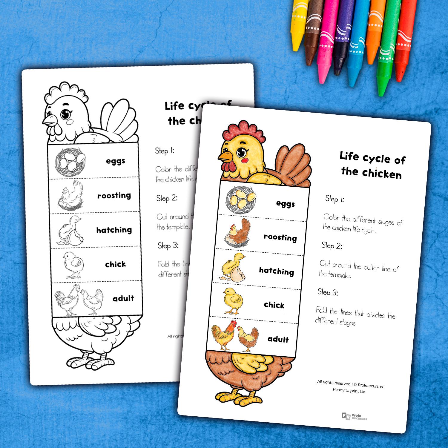 Chicken Life Cycle Activity | Chicken Craft Foldable Template | Life ...
