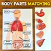 Body Organs Matching Activity | Human Body Anatomy Activity | Parts of ...