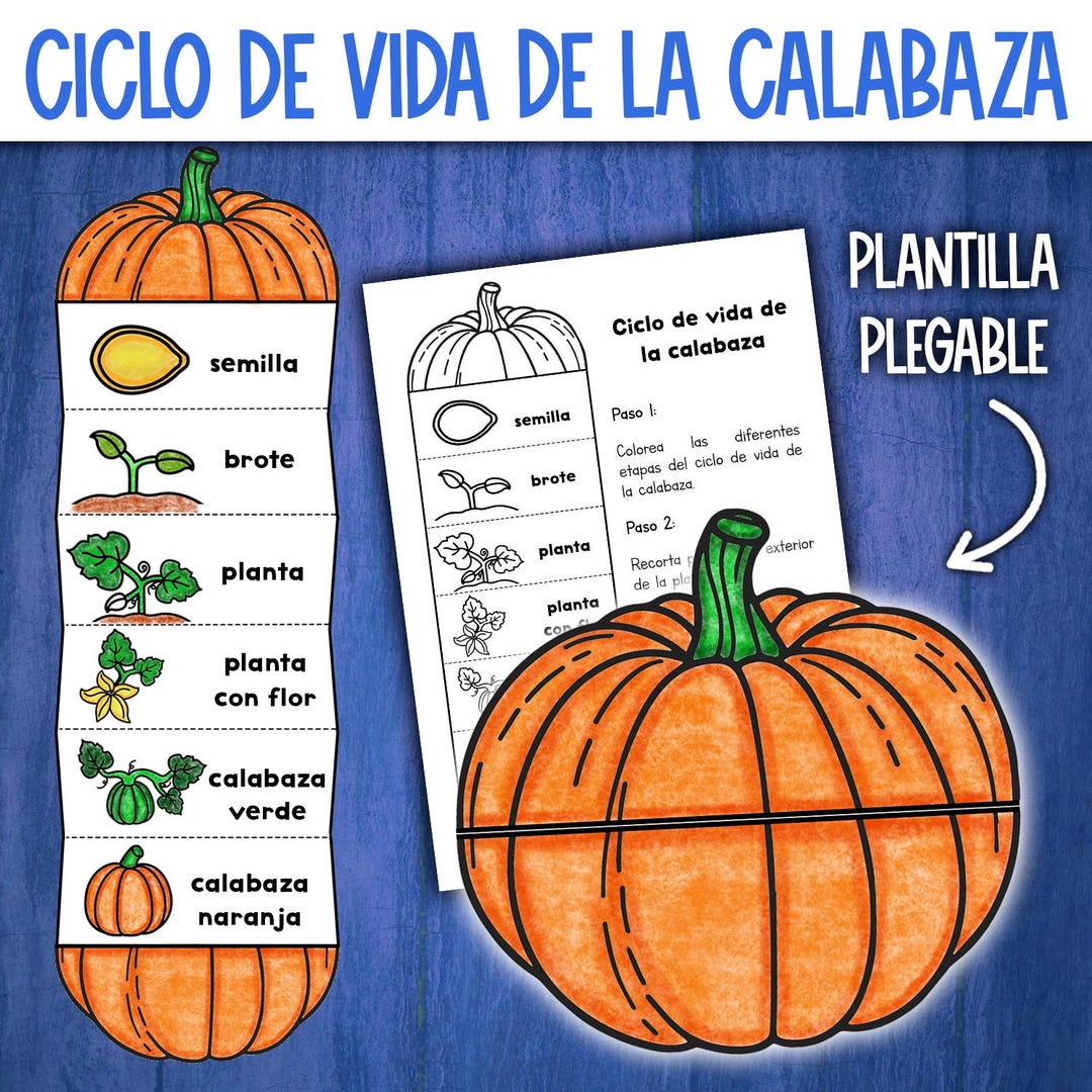 Spanish Pumpkin Life Cycle Craft Activity | - Etsy