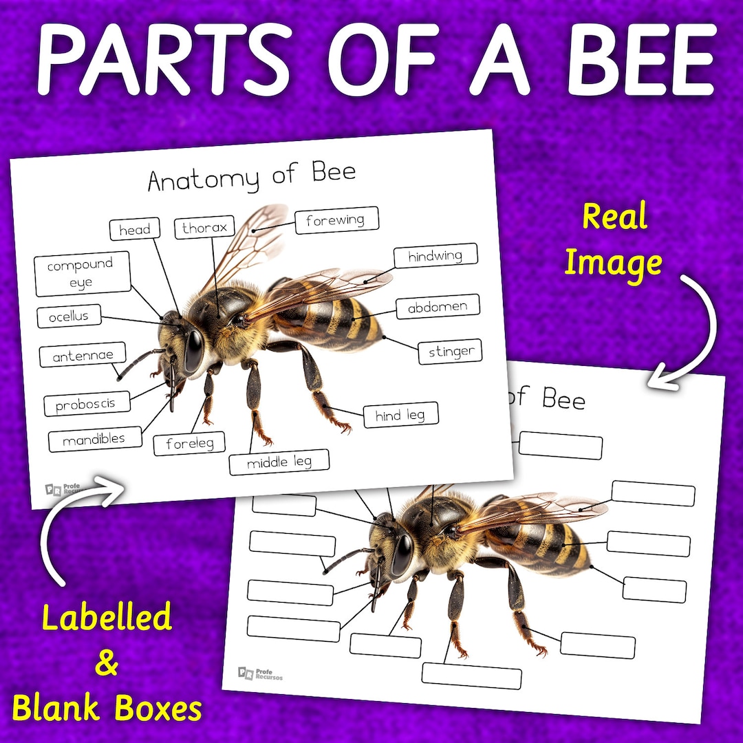 Parts of a Bee | Bee Anatomy Diagram | Labeled Diagram of a Bee - Etsy