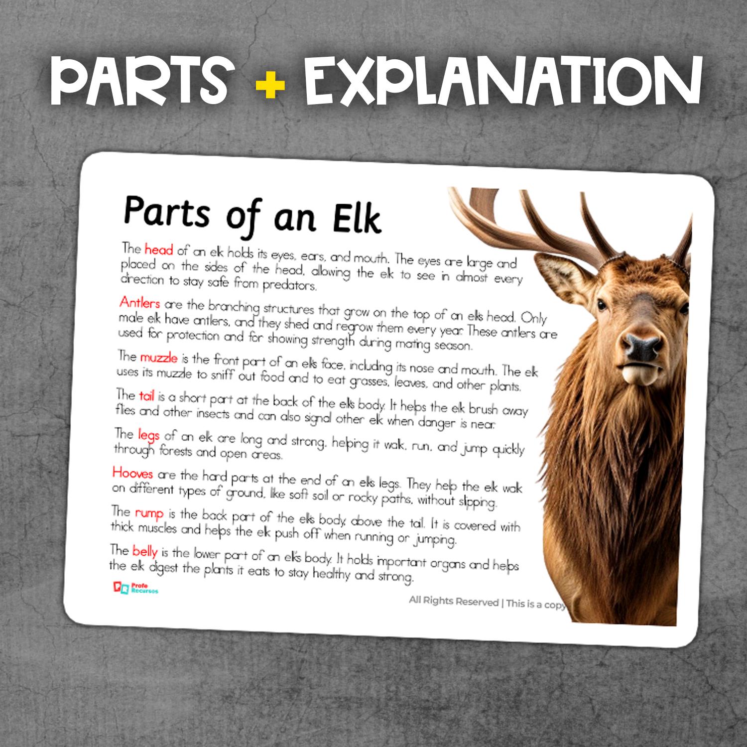 Anatomy of an Elk Labeled Elk Diagram Anatomy Parts of Elks Body Parts ...