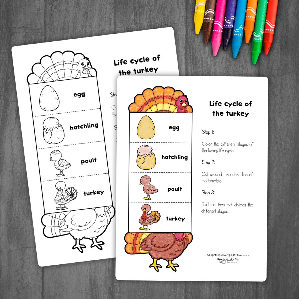 Turkey Life Cycle Craft Activity | Thanksgiving Turkey Craft ...