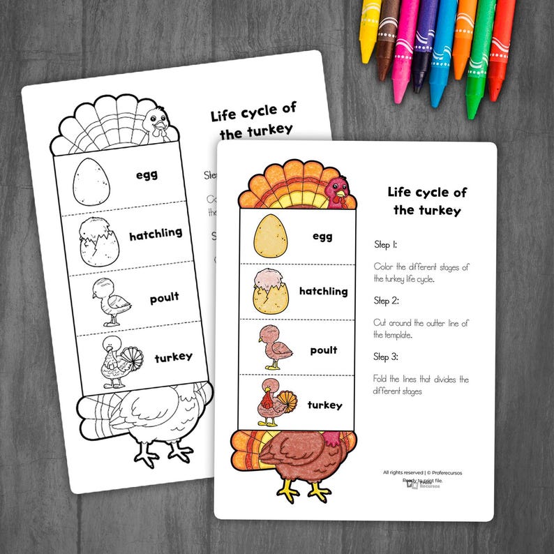 Turkey Life Cycle Craft Activity | Thanksgiving Turkey Craft ...