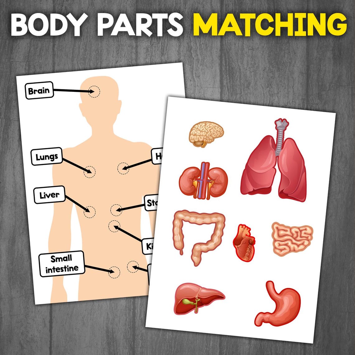 Body Organs Matching Activity | Human Body Anatomy Activity | Parts of ...