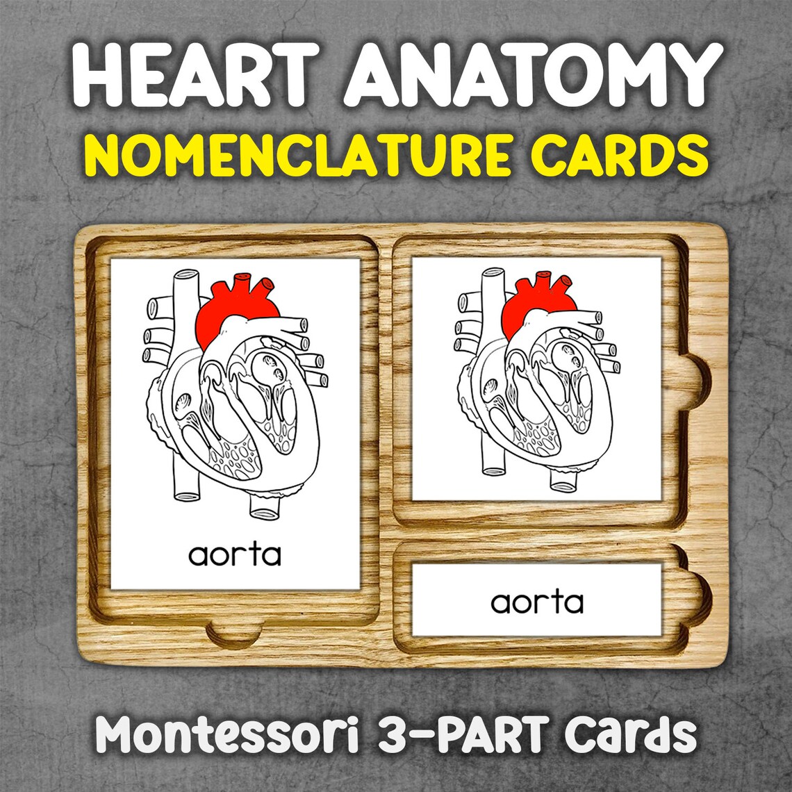 Human Heart Anatomy Parts Human Heart Nomenclature Cards Human Heart 3 ...